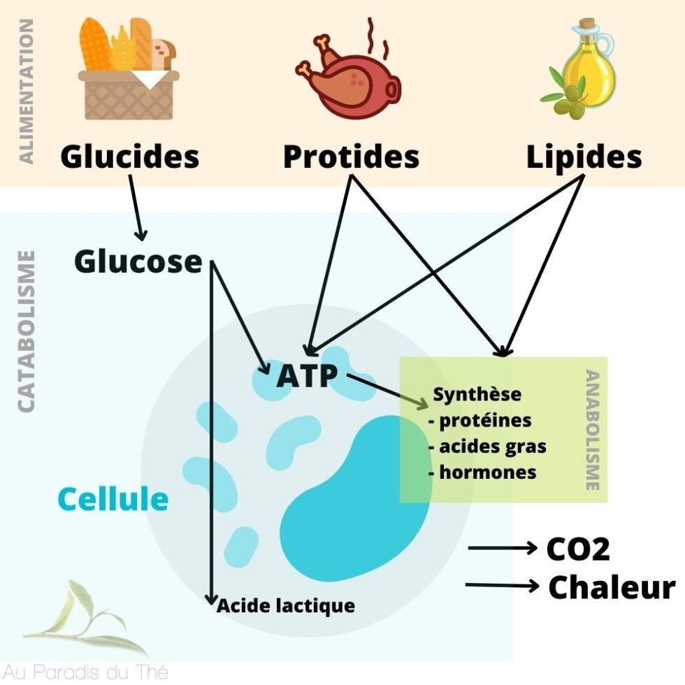 Métabolisme et catabolisme : définition et fonctionnement
