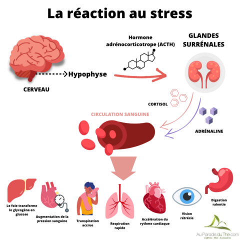 Qu Est Ce Que Le Cortisol Schéma Détaillé